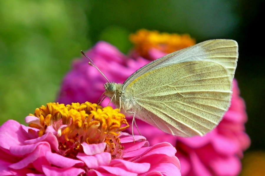 Dzień Motyla [POSŁUCHAJ] - Radio RAM